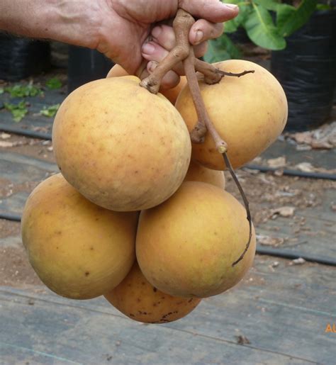 Santol