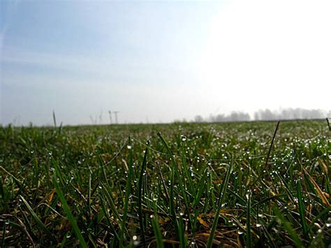 Green Grass Backdrop Early Grass Photo Background And Picture For Free Download Pngtree