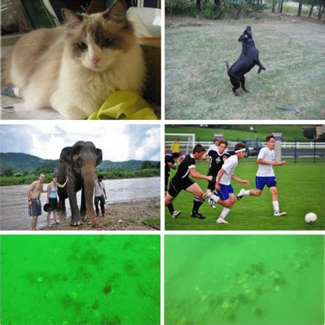 The Comparison Of Datasets The First Row And Second Row Are Images