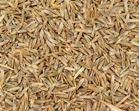 Intermediate Ryegrass Tetramag Green Cover