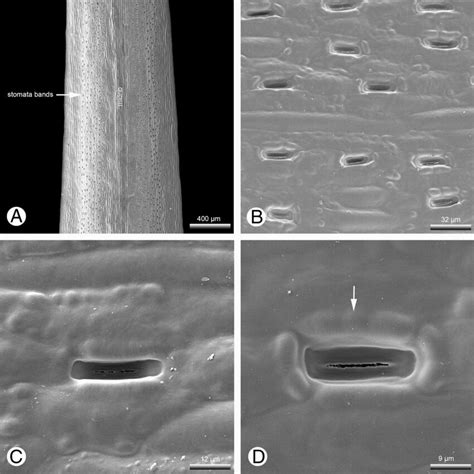 Cupressus Vietnamensis Morphology Of Needle Leaves Sem Images A Download Scientific Diagram