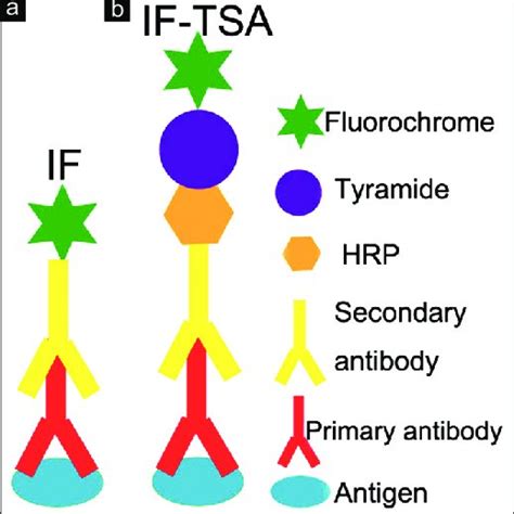 Comparison Of The Staining Obtained By Conventional If And If Tsa Download Scientific Diagram