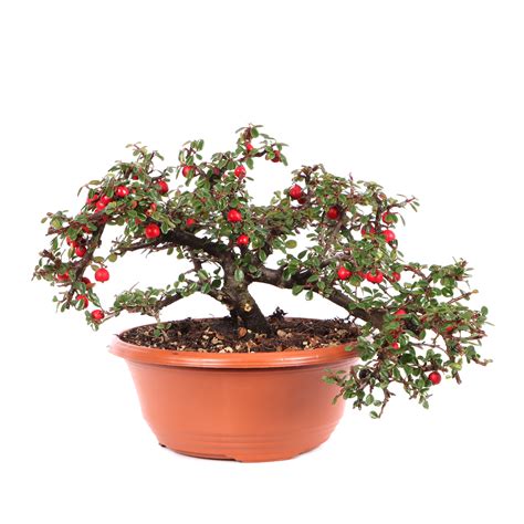 Cotoneaster Microphyllus Cochleatus 1755 P 26 0134