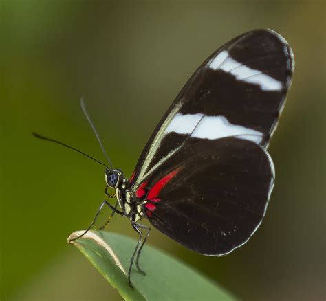 Sara Longwing Photograph By Sean Allen Pixels
