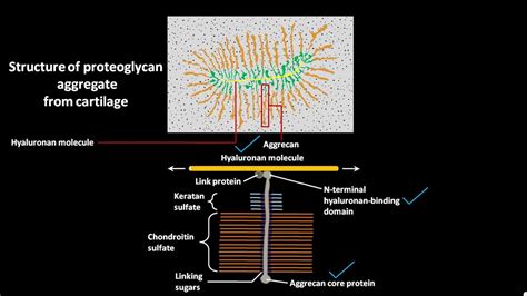 Structure Of Proteoglycan Aggregate From Cartilage Youtube