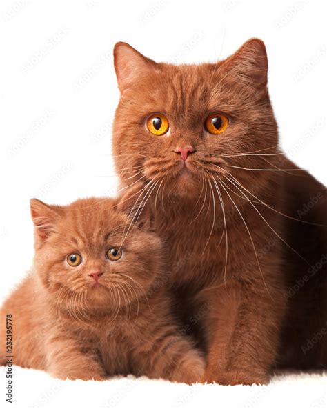 British Shorthair Cinnamon Cat