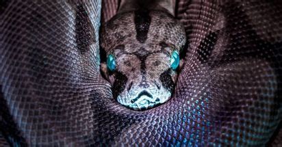 Shimmering Rainbow Python With Its Extraordinary Colorful Scale Becomes An Internet Sensation