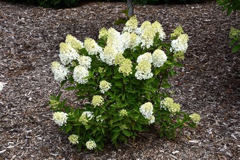 Zinfin Doll Hydrangea Hydrangea Paniculata Smnhprzep In Wilmette