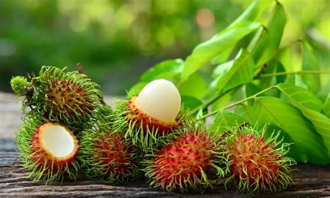 Rambutã Conheça Os Benefícios Dessa Fruta Deliciosa No Amazonas é