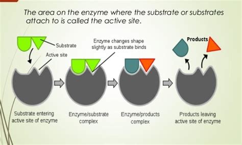 Enzyme Substrate Testing