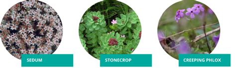 List Of The Most Fire Resistant Plants Wfca