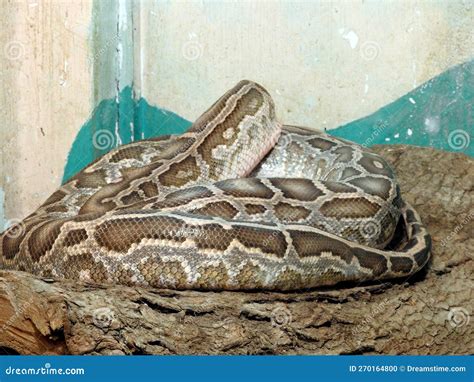 The Indian Python Python Molurus Native To Tropical And Subtropical Regions Of The Indian