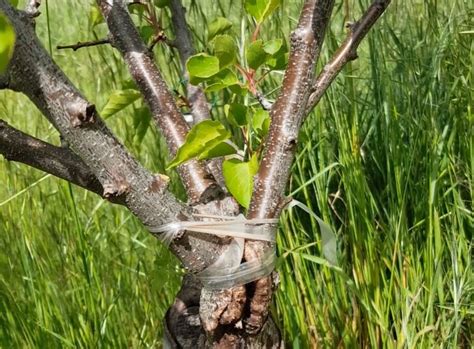 Broken Tree Branch