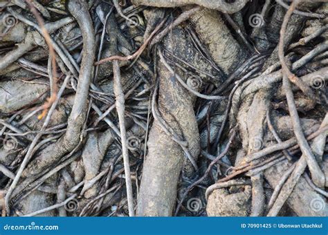 Tree Root Texture Stock Image Image Of Background Forest 70901425