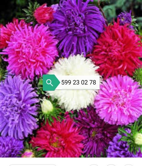 სადღესასწაულო თაიგულები Added A სადღესასწაულო თაიგულები