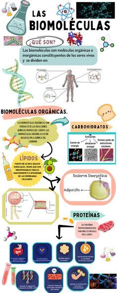 Anabolismo Y Catabolismo Dibujos