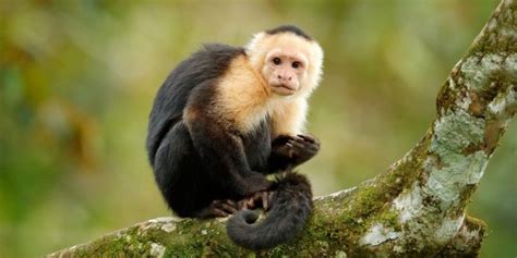Mono (animal) - Información, hábitat, alimentación y características