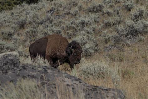 American Bison Walking In A Grassland In Its Natural Habitat During