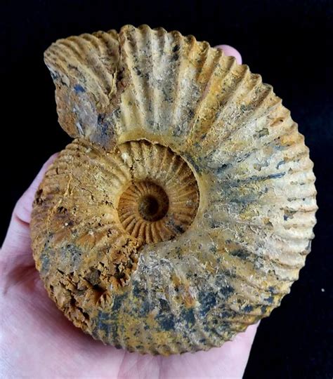 Exceptional Ammonites Impressive Suture Line Details Catawiki