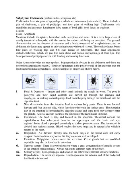Subphylum Chelicerata Pdf Spider Spider Web