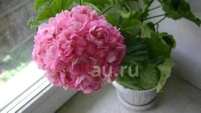 Пеларгония anita фото - 74 картинки