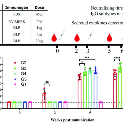the particle size of recombinant rv expressing mers cov s1 protein