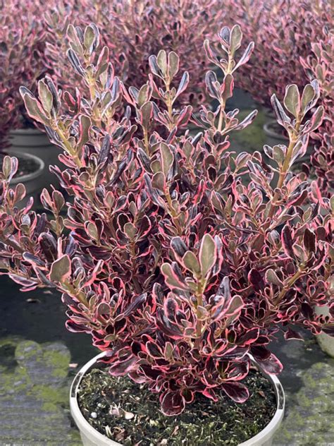 Coprosma Eclipse Pbr Golden Valley Plants