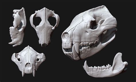 Tasmanian Devil Skull Jawbone 3d Model 3d Printable Cgtrader