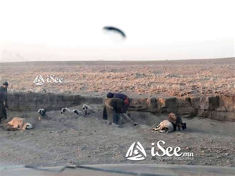 Зүүн аймгуудад малын гоц халдварт өвчин бүртгэгджээ Isee Mn