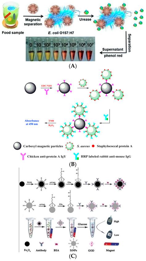 Biosensors Coupled With Signal Amplification Technology For The Detection Of Pathogenic Bacteria
