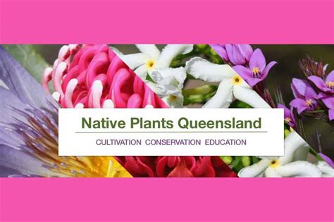 Native Plants Qld Formerly Sgap Samford Progress