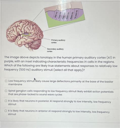 Solved The Image Above Depicts Tonotopy In The Human Primary