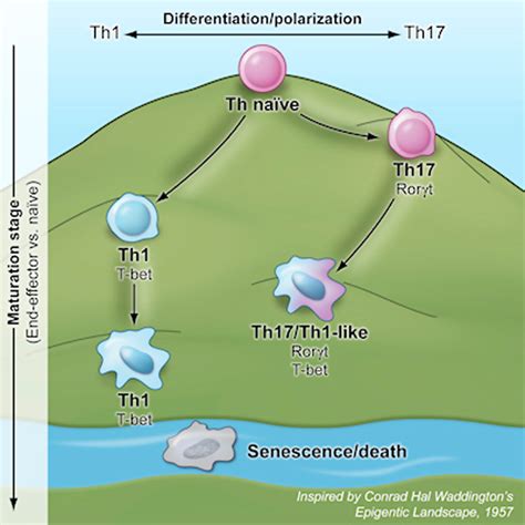 Th17 Cells Are Long Lived And Retain A Stem Cell Like Molecular