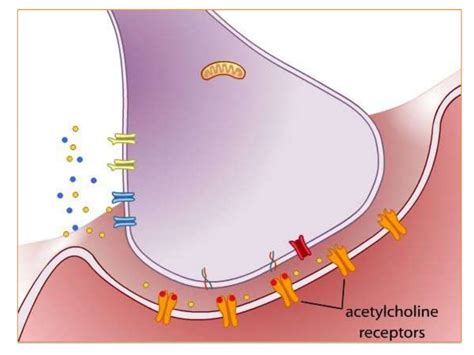 Neurotransmitters and its mechanism of action