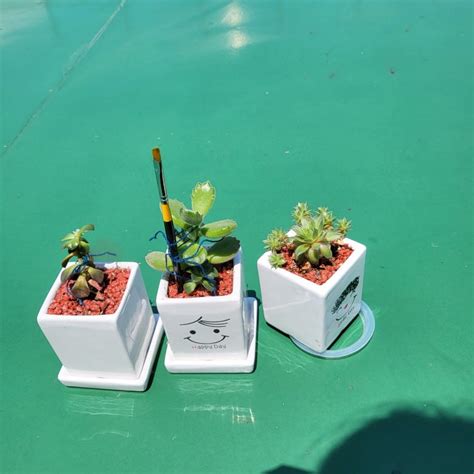 다육이 이름과 키우는법100 지식in