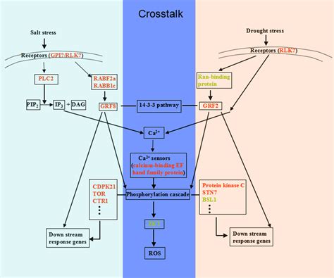 Cross Talk And Specificity Of Signal Perception And Transduction In Download Scientific Diagram