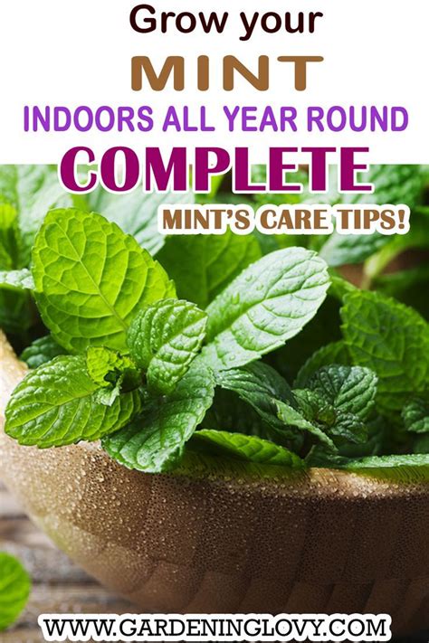 11 Mint Tips And Tricks How To Grow Mint Indoors 365 Days Artofit