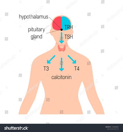 Thyroid Gland Functioning Vector Medical Illustration стоковая