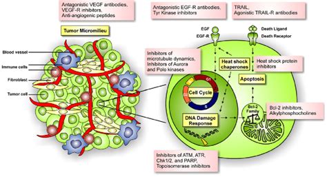 Survey Of Valuable Targets For Combined Modality Approaches Download Scientific Diagram