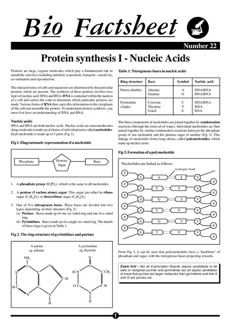Protein Synthesis I Nucleic Acids Summaries Physics Docsity