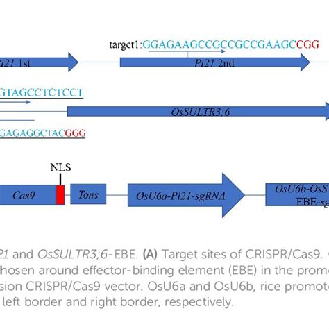 Expression Analysis Of Pi21 Ossultr3 6 Genes And Defense Responsive Download Scientific