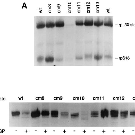 Analysis Of Gabp Site Mutations On Rps16 Promoter Activity A In Vivo