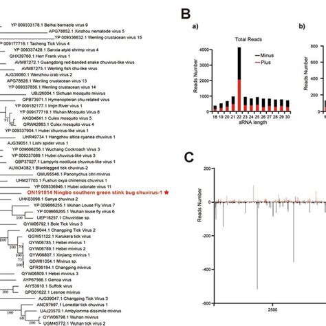 Phylogenetic Tree And Analysis Of Virus Derived Small Interfering Rnas Download Scientific