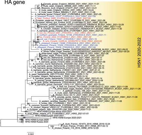 maximum likelihood phylogenetic tree of the ha gene the tree was