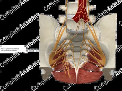 Pelvic Splanchnic Nerves Complete Anatomy