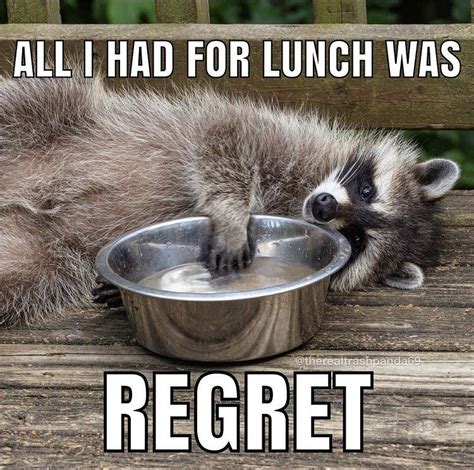 Nocturnal Trash Posts Raccoon Memes Instagram Artofit