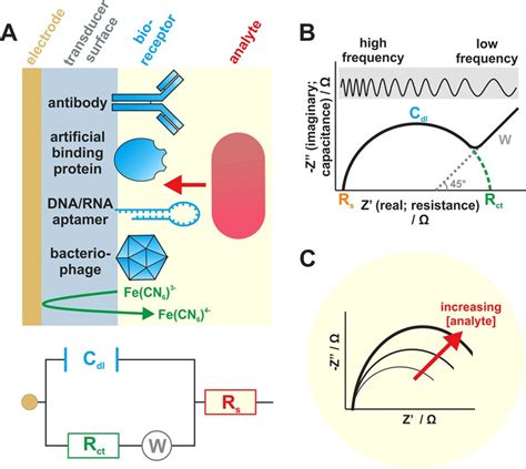 Biosensor Principle Components Types And Their Applications