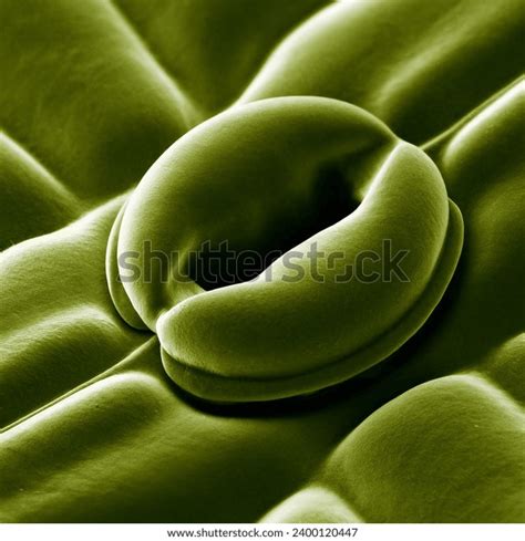 Indoor Photo Electron Micrograph Sem Open Ai Generated Image 2400120447 Shutterstock