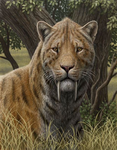 Smilodon Facts And Pictures