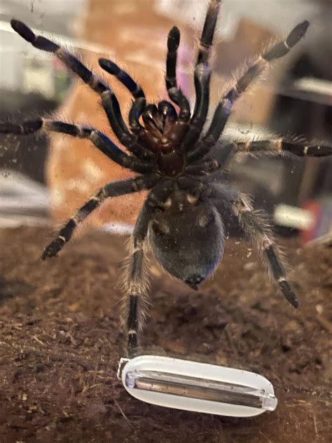 Help Identifying Sex Rtarantulas Help Identifying Sex Rtarantulas